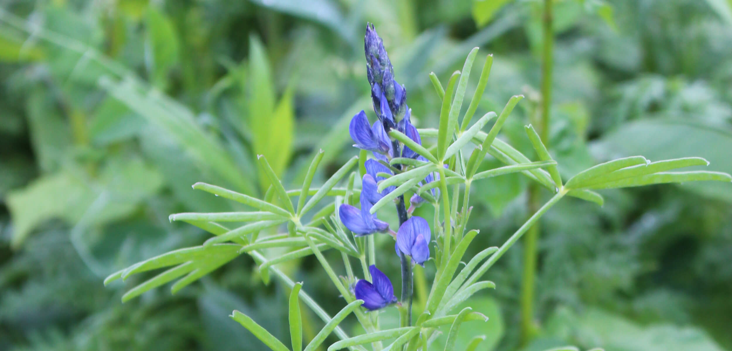 Lupinen : Samen STEFFEN AG