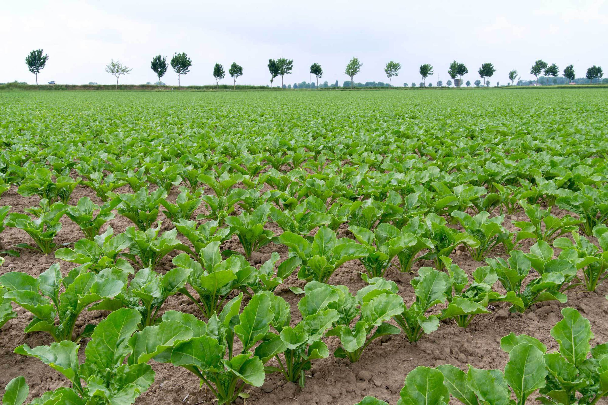 SESVANDERHAVE : Samen STEFFEN AG