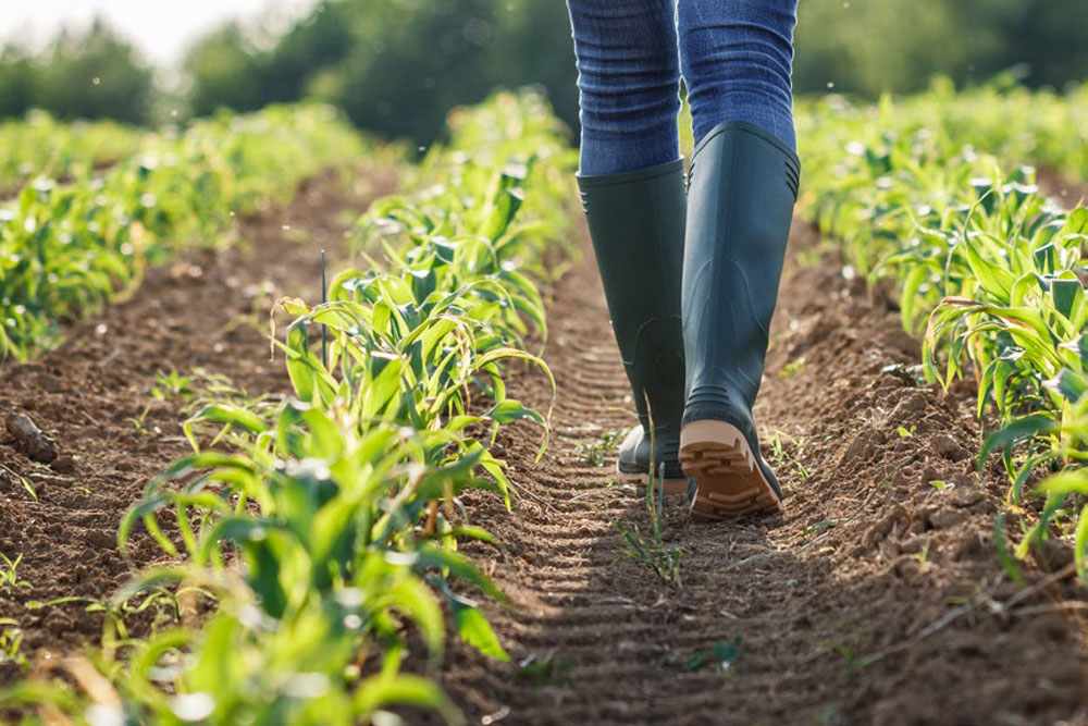 MAS-Seeds-Sortiment : Samen STEFFEN AG